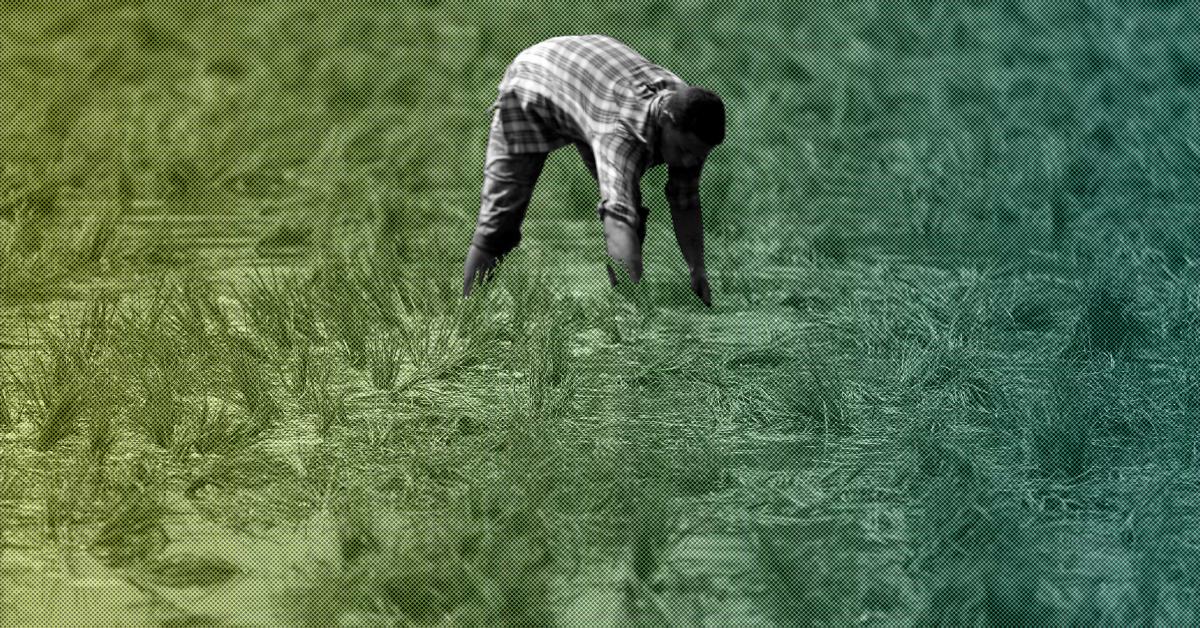 Egypt cuts cultivation of water-intensive crops - AL-Monitor: The ...