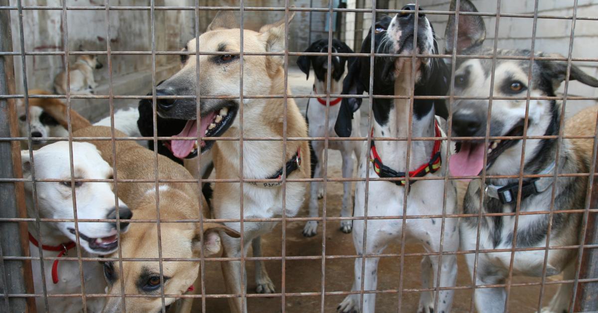 Lebanon's Animal Welfare law put to the test - AL-Monitor: The Middle ...