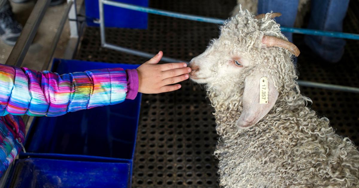 Museum honors goats' central role in Ankara history - AL-MONITOR: The ...