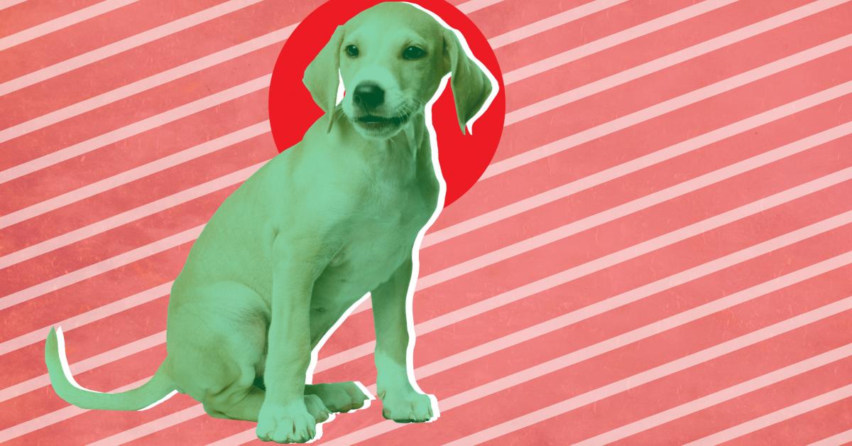 Dogs get their day in Beirut - AL-Monitor: The Middle Eastʼs leading ...