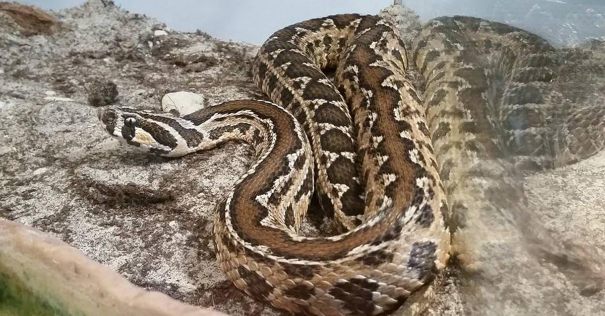 Palestine seeks UN support to reclaim its deadly viper from Israel - AL ...