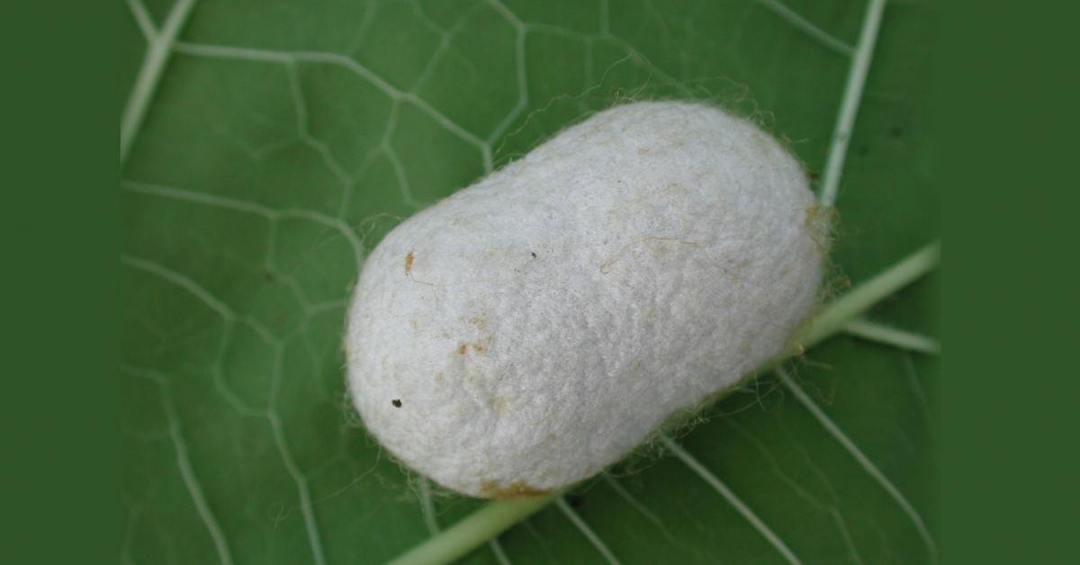 Silkworm Spinning Cocoon