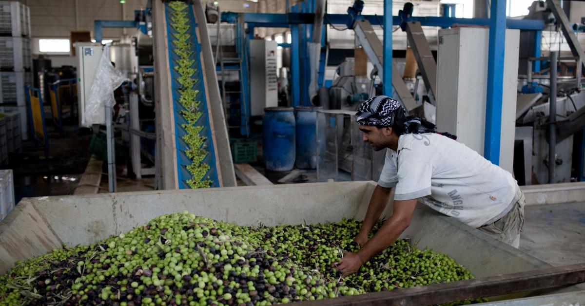 Egypt plans to plant 100 million olive trees by 2022 - AL-Monitor: The ...