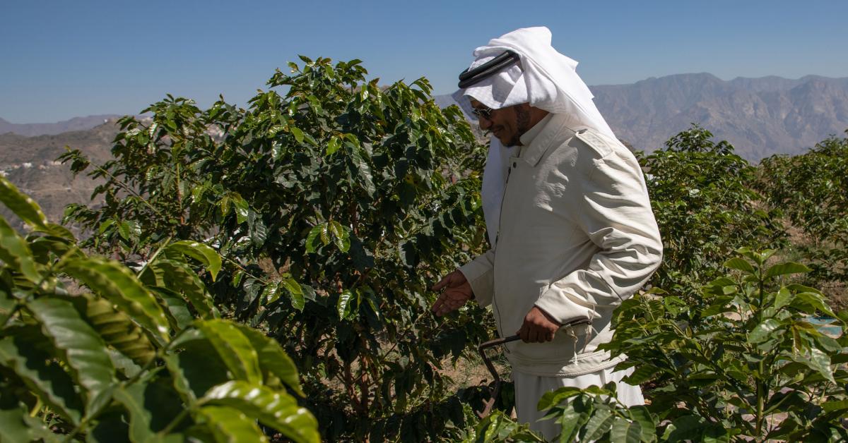 How Saudi Arabian farmers are trying to preserve traditional coffee ...