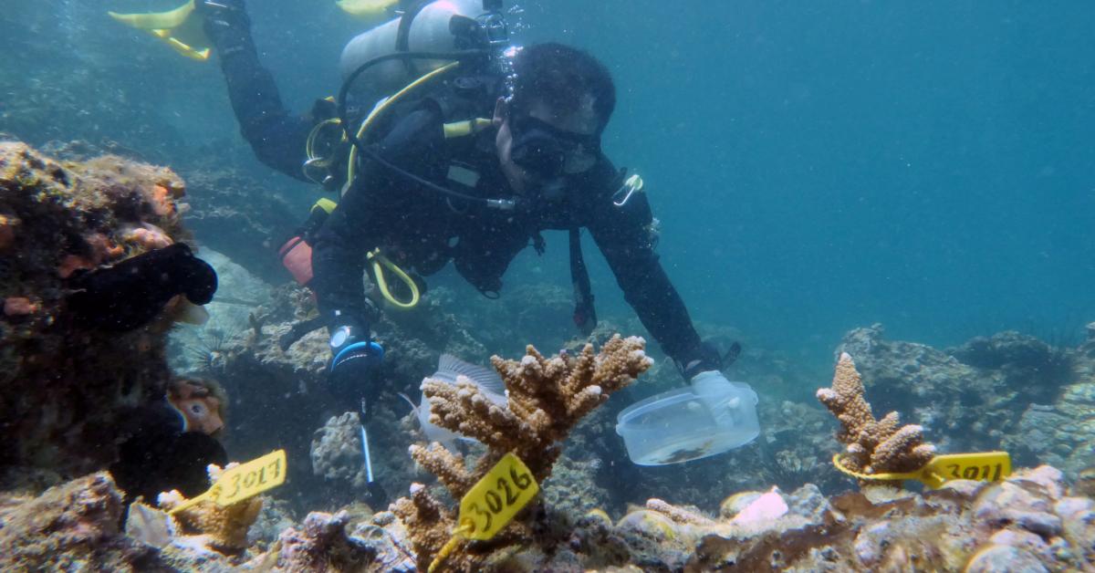 Biologists dive for secrets of coral reef that survives hot Gulf waters ...