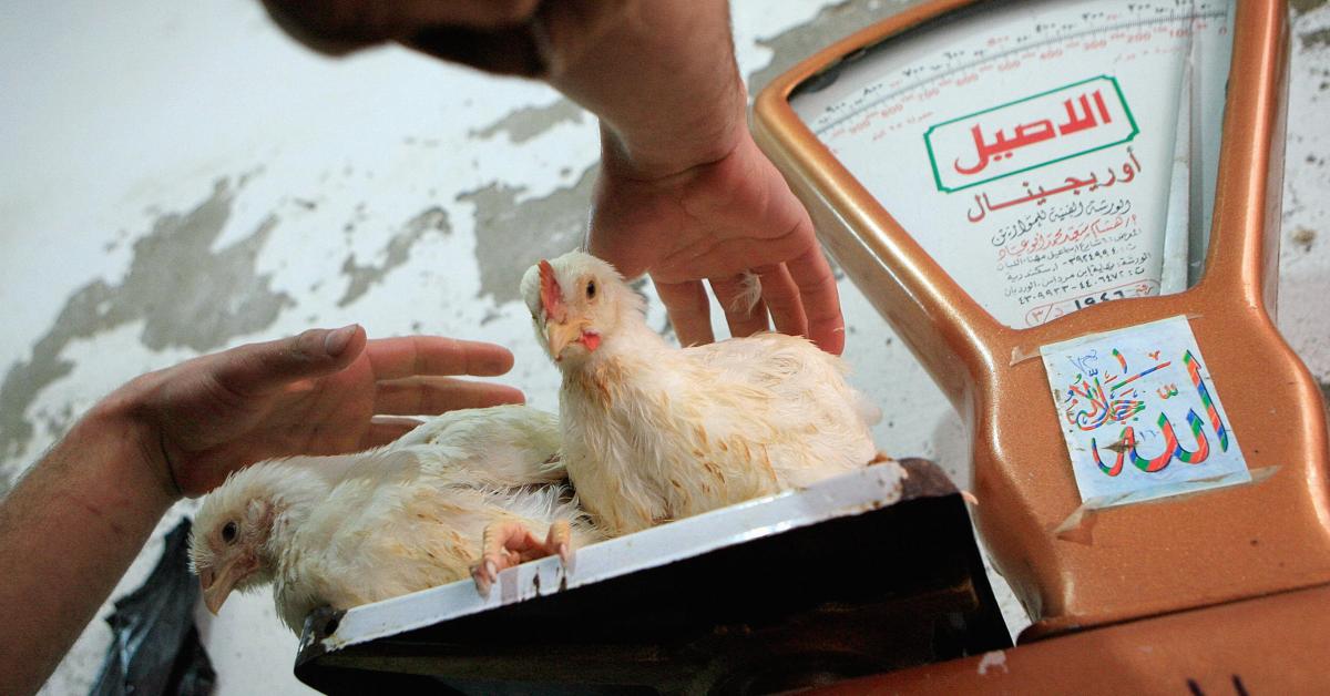 Egypt to resume poultry exports after 14-year struggle with bird flu ...