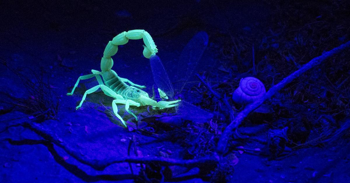 Egypt’s scorpion king hunts fortune in the desert - AL-Monitor: The ...