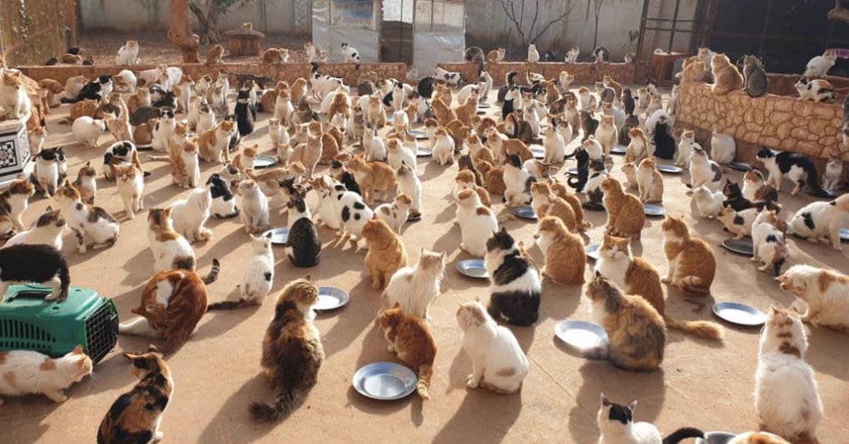 Meet the Syrian who saved cats from regime shelling - AL-Monitor: The ...